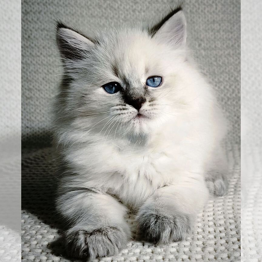 Сибирский котёнок