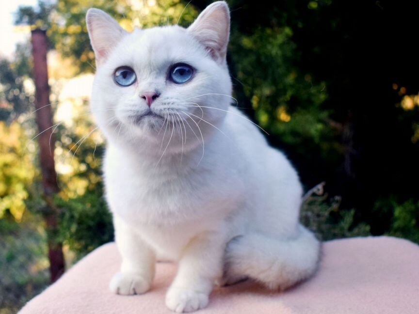 Британский котенок