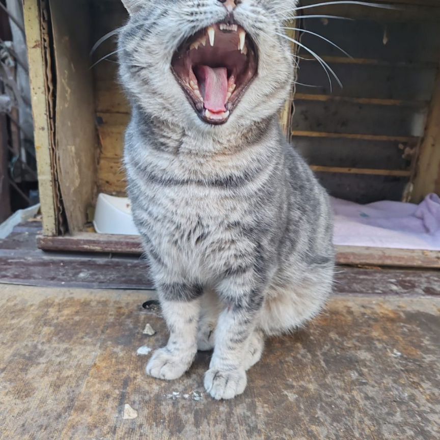 Котик
