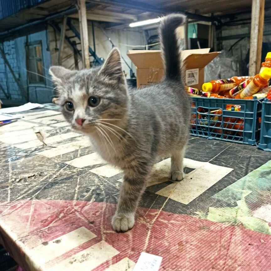 Котёнок 3-4 месяца