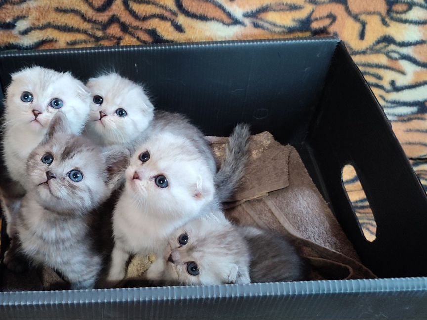 Шотландские котята с документами
