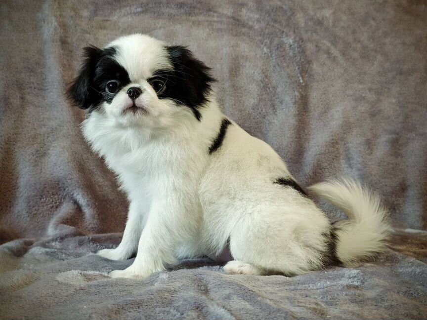 Щенки японский хин