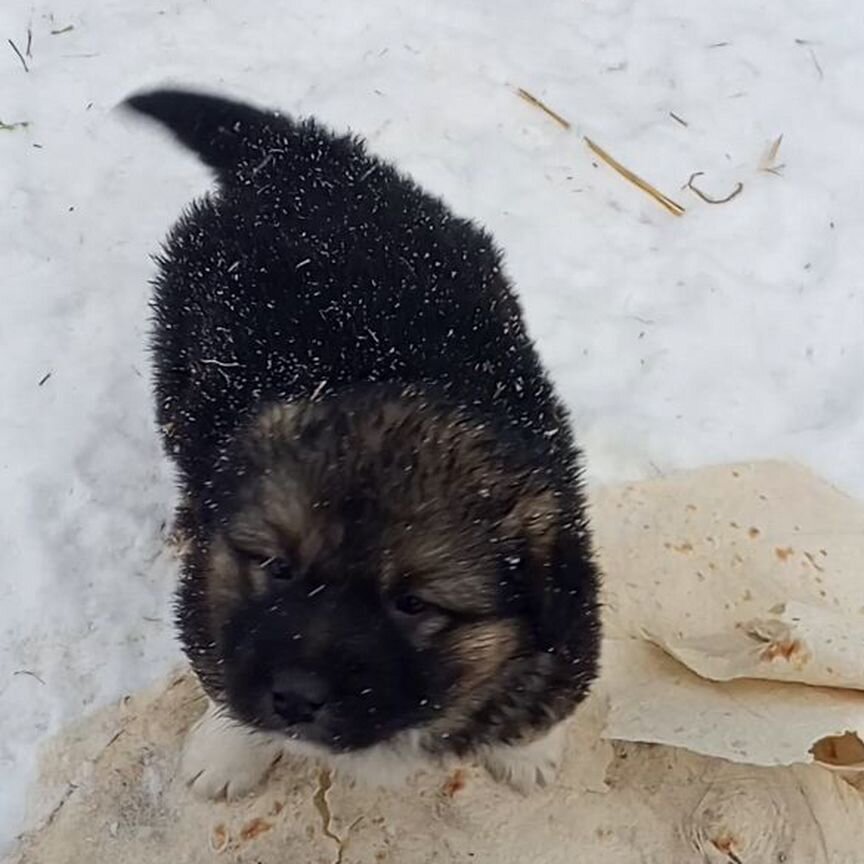 Щенок в добрые руки