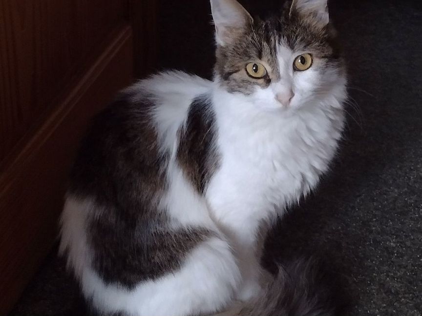 Кошка длинношерстная