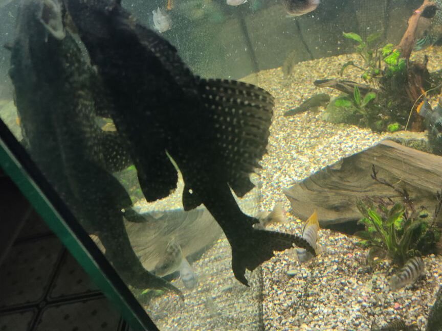 Парчовый сом