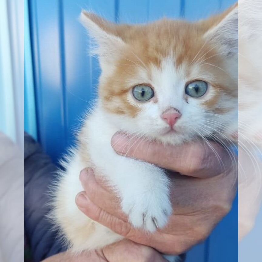 Котенок девочка в добрые руки