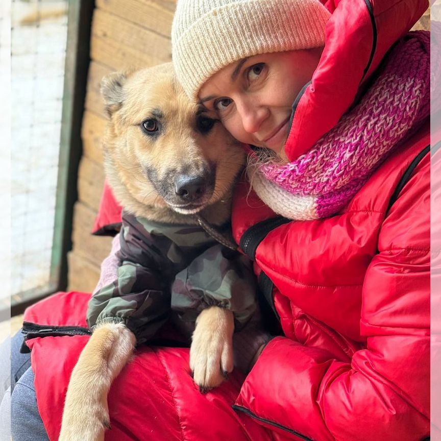 Взрослый пёс в добрые руки