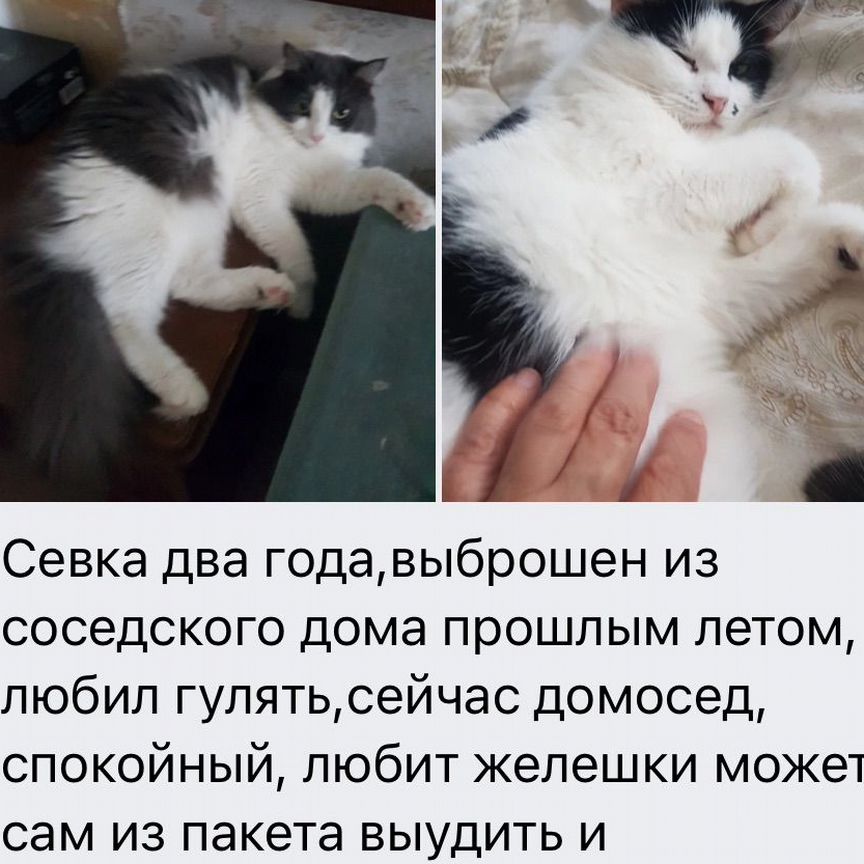 Взрослый кот в добрые руки