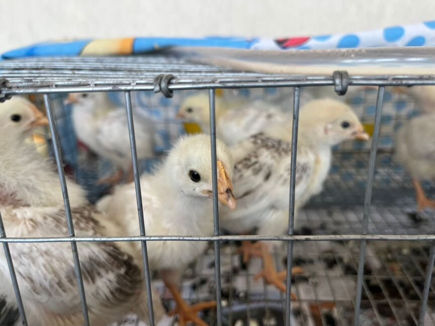 Цыплята несушки