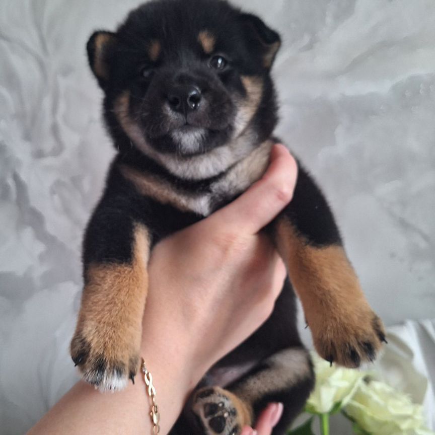 Щенки сиба ину