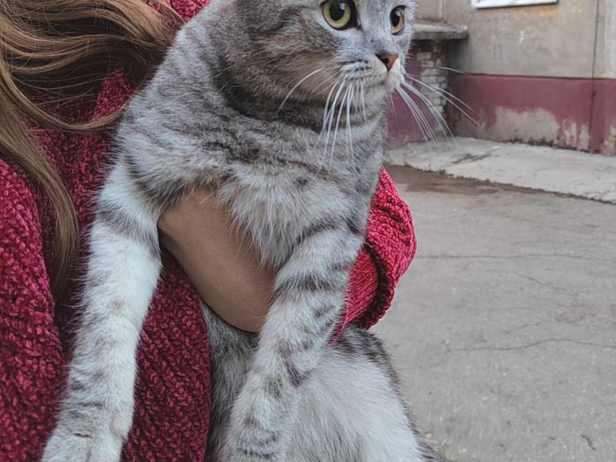 Кошка Вискас