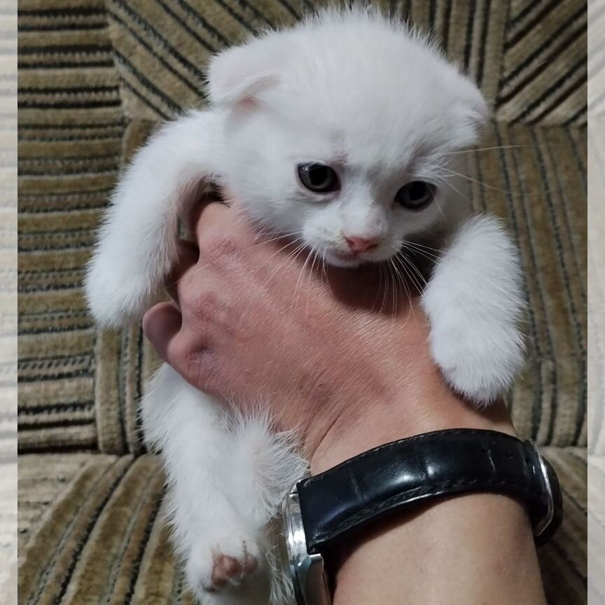 Британский длинношёрстный котёнок