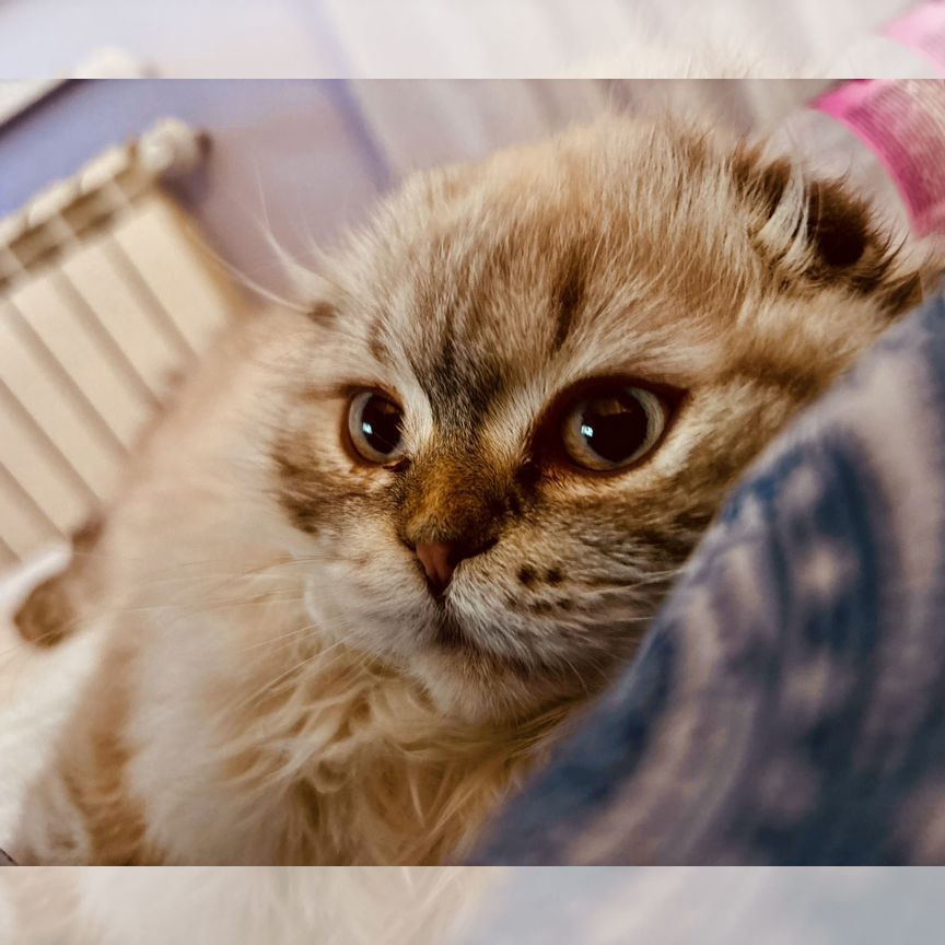 Шотландский вислоухий длинношёрстный котёнок