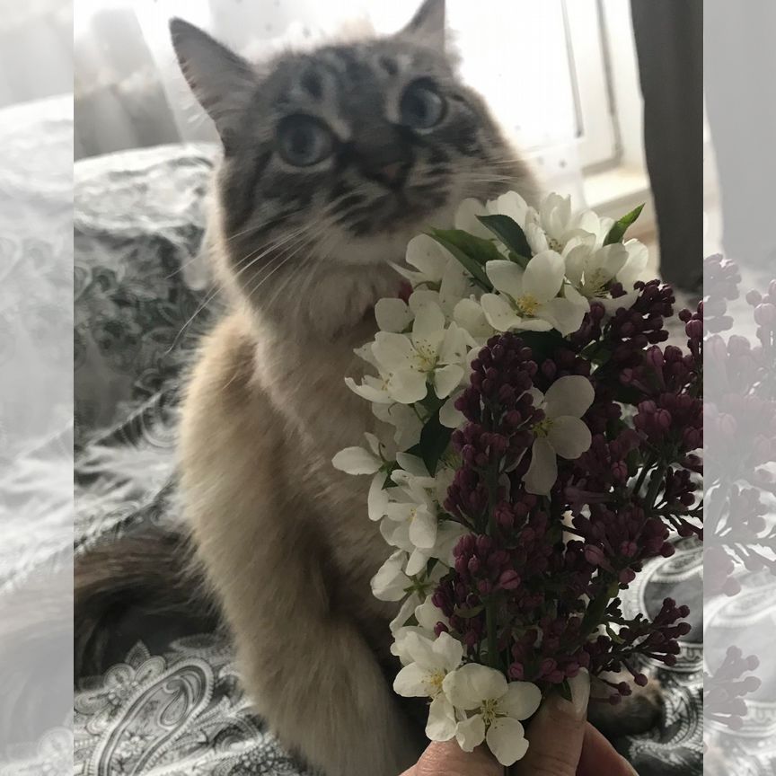 Сиамская кошечка