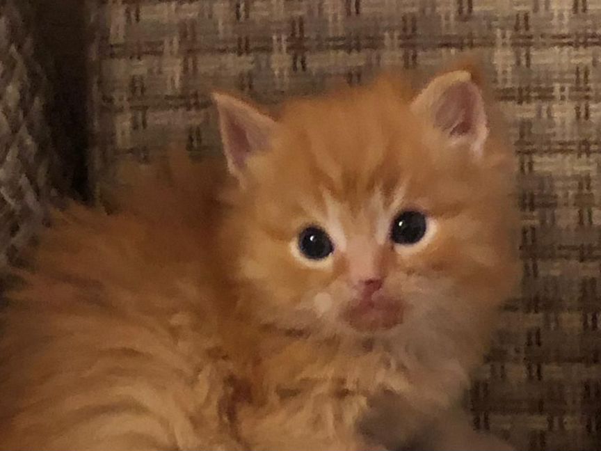 Котята мейн-кун