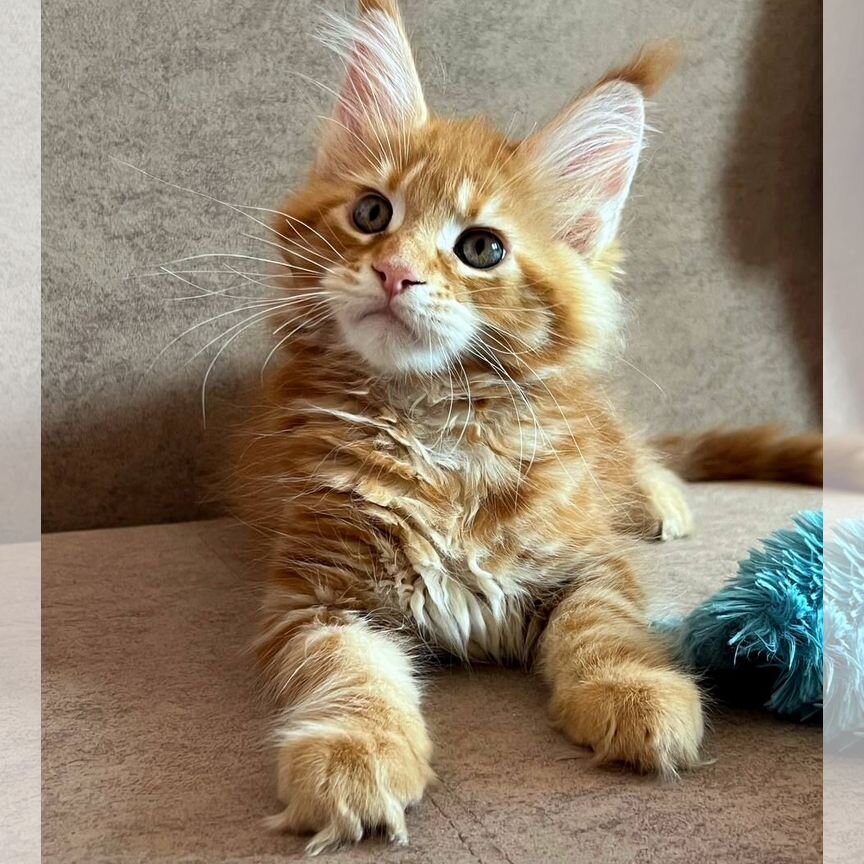 Мейн-кун котёнок