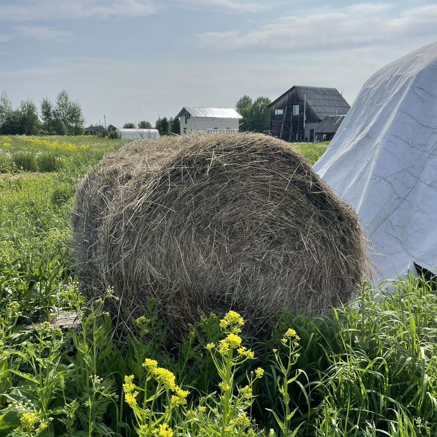 Продам сено в рулонах