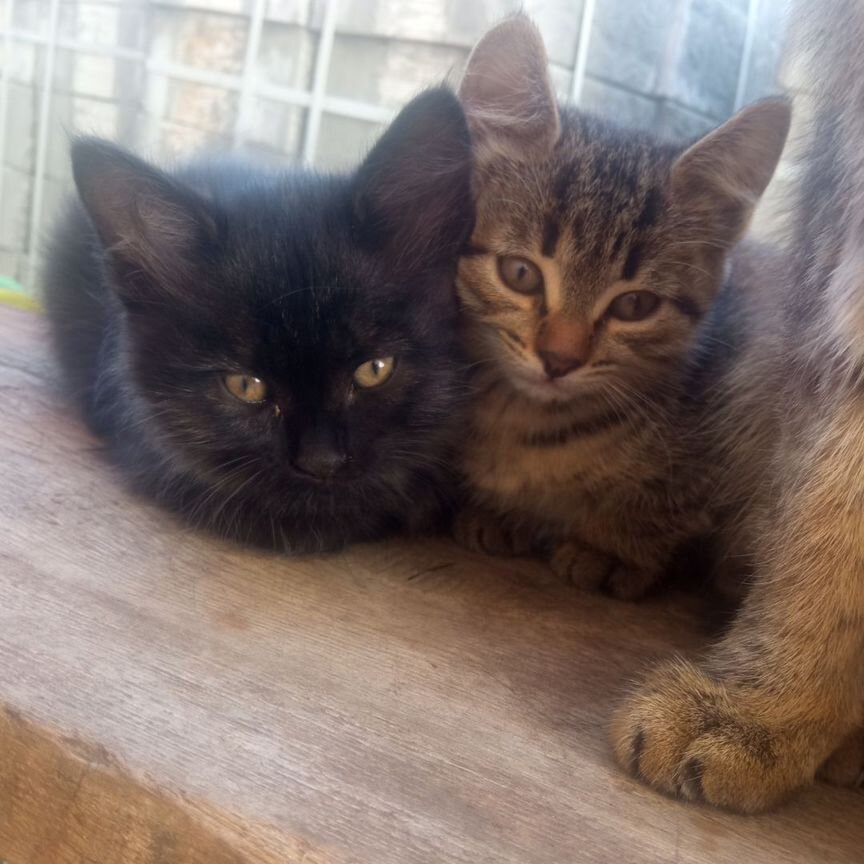 Девчули в добрые руки. Родились 7 июня