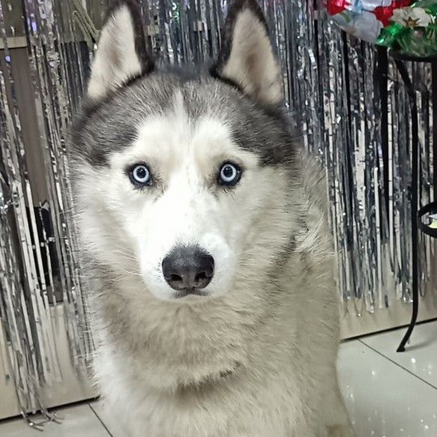 Очень нужен дом красавчику хаски