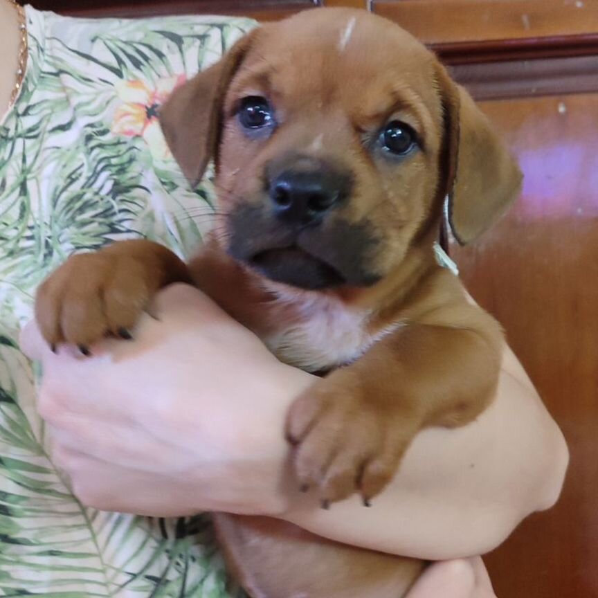 Американский булли, щенок