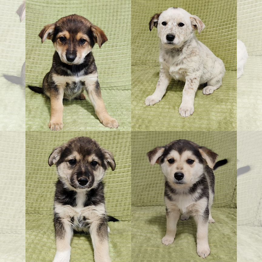 Щенок в добрые руки