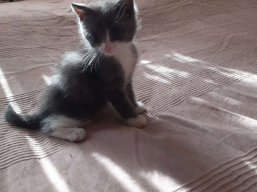 Деревенский котенок