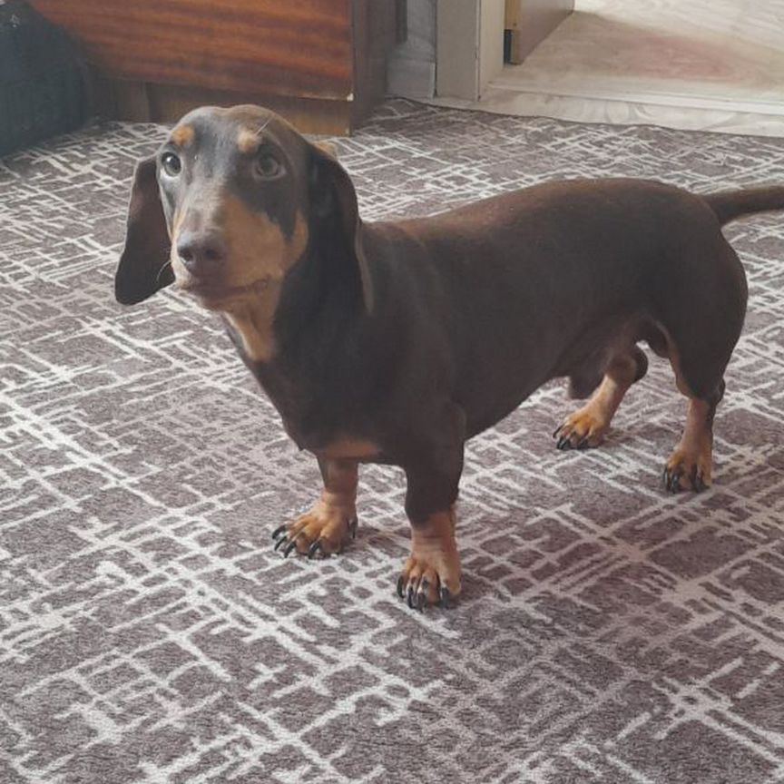 Такса, щенок