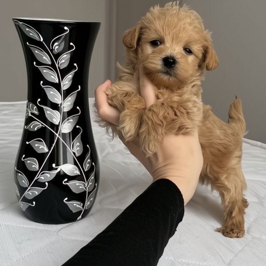 Мальтипу, щенок