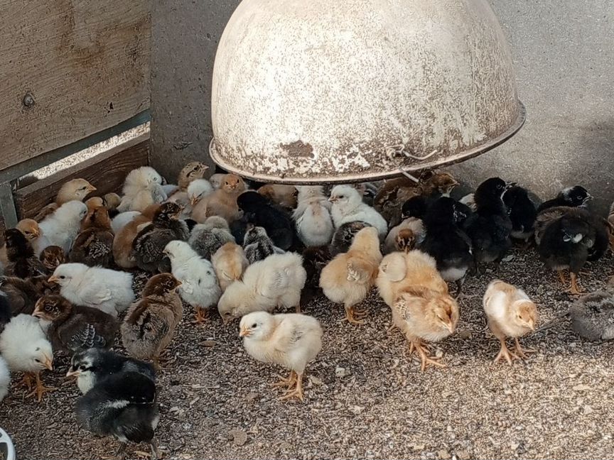 Цыплята домашние