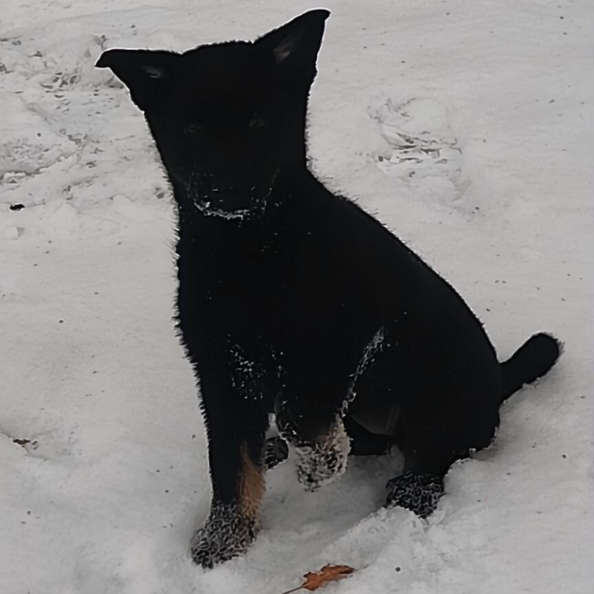 Немецкая овчарка, щенок