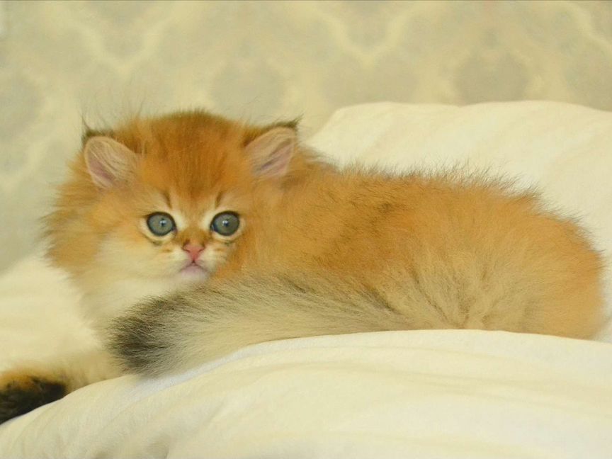 Котенок золотая шиншилла