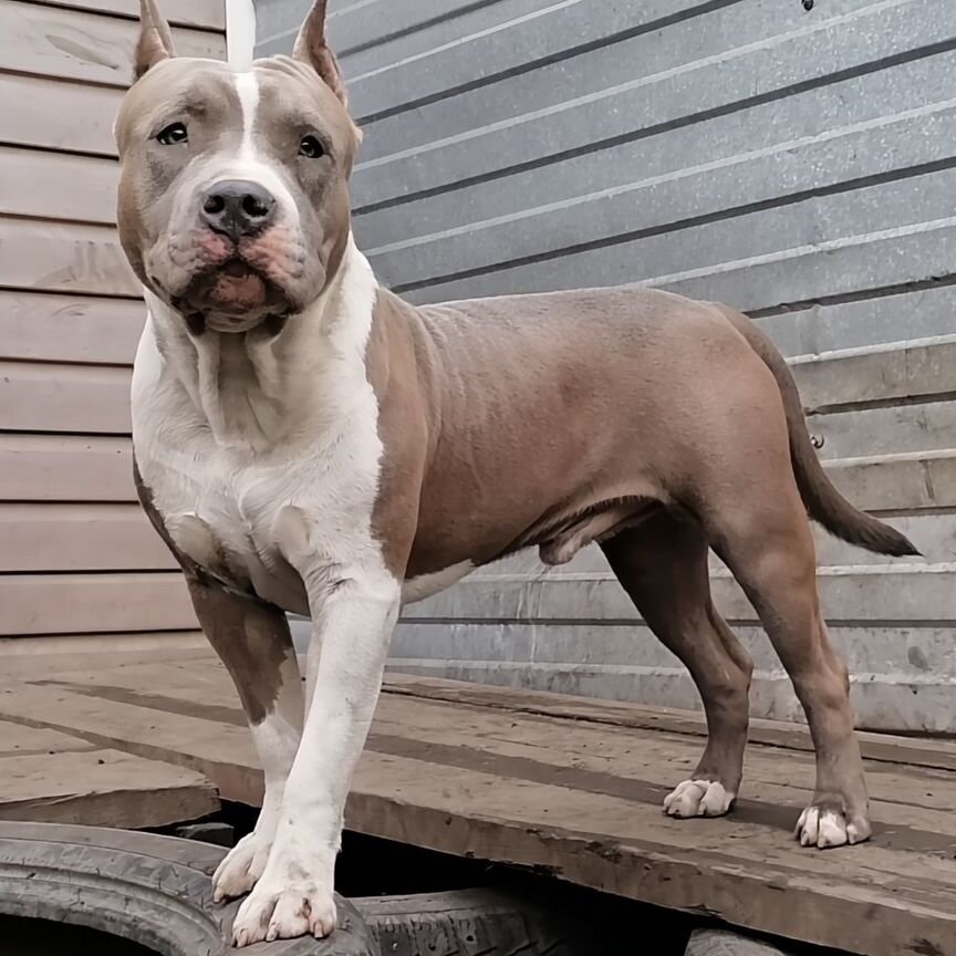 Американский стаффордширский терьер, щенок