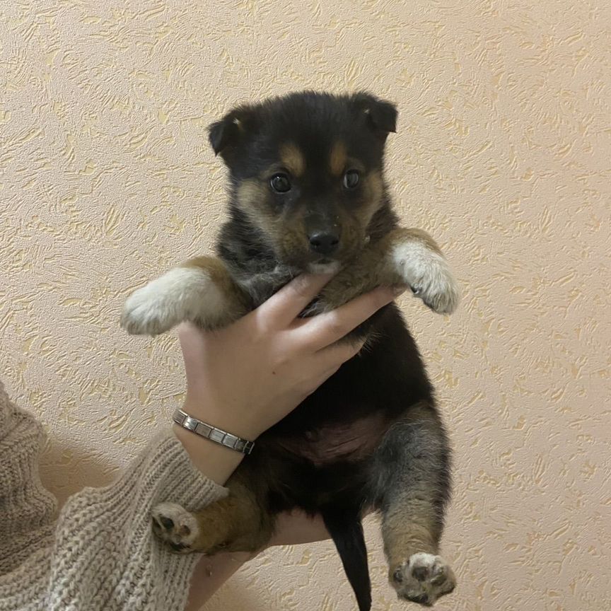 Щенки бесплатно