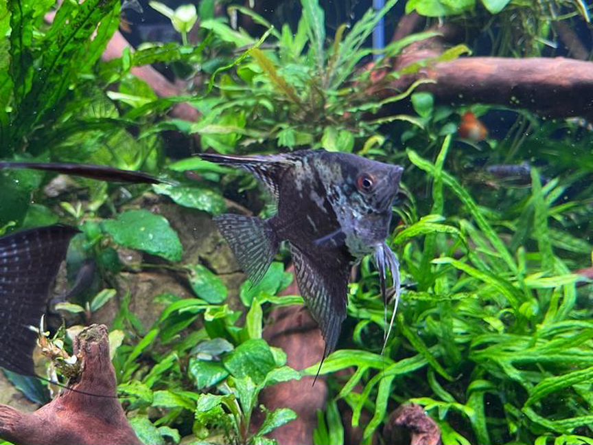 Аквариумные рыбки отдам бесплатно