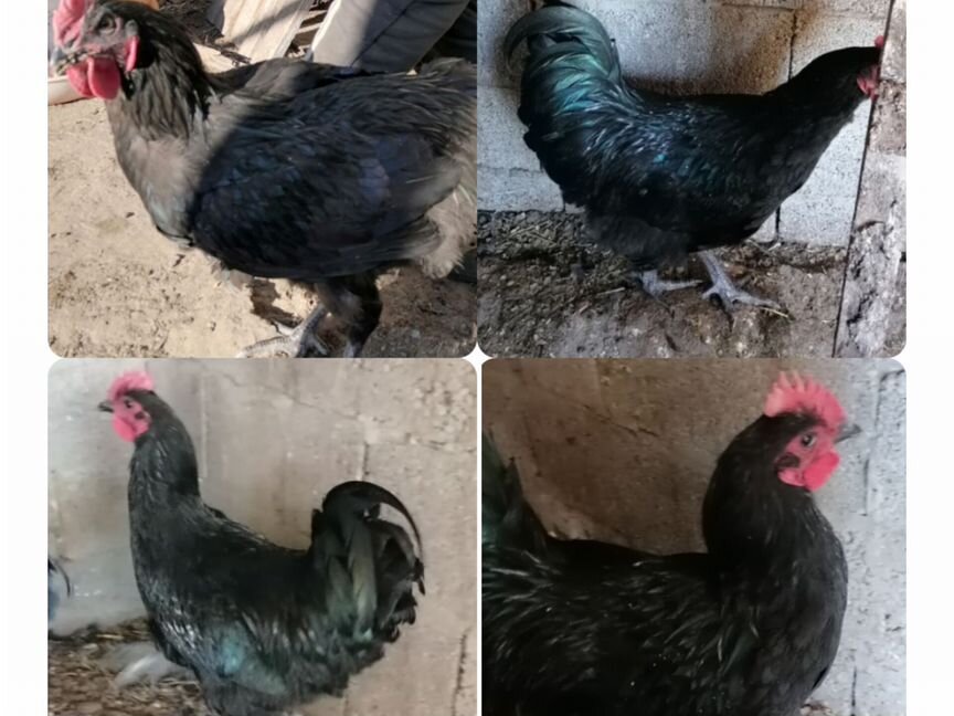 Молодые петухи