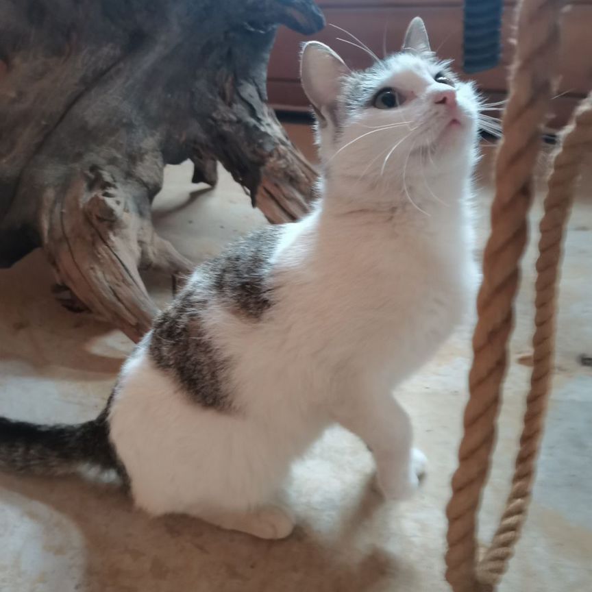 Котёнок в добрые руки