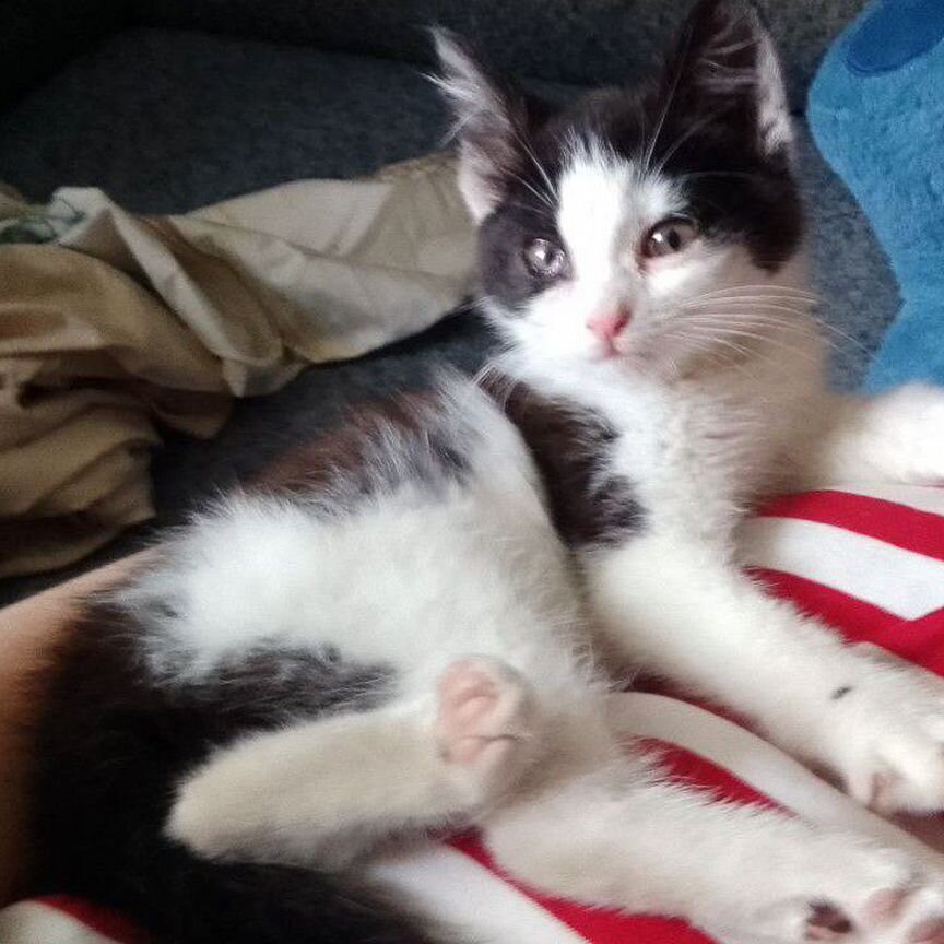 Котенок