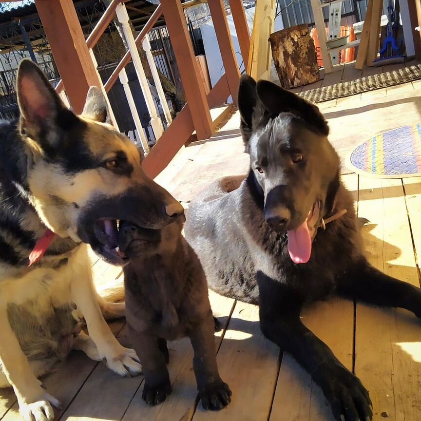 Шоу класс кобель 6 мес с документами