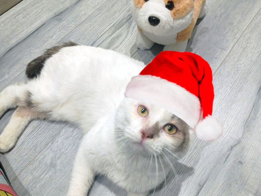 Молодой котик в добрые руки