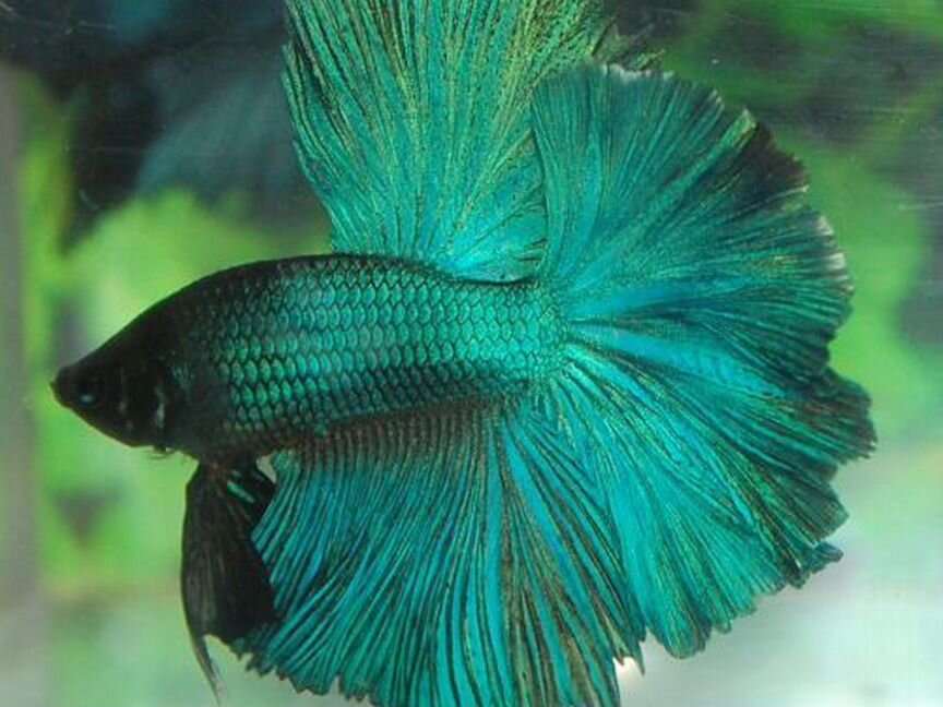 Новое поступление аквариумных рыбок