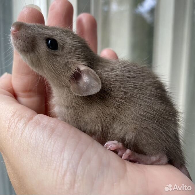 Породистые крысята дамбо