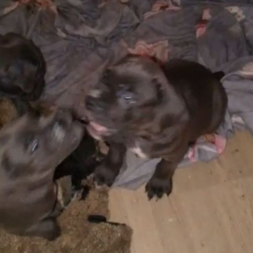 Итальянская Кане Корсо