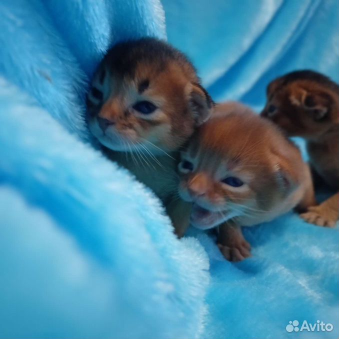Абиссинские котята соррель и blаck silver