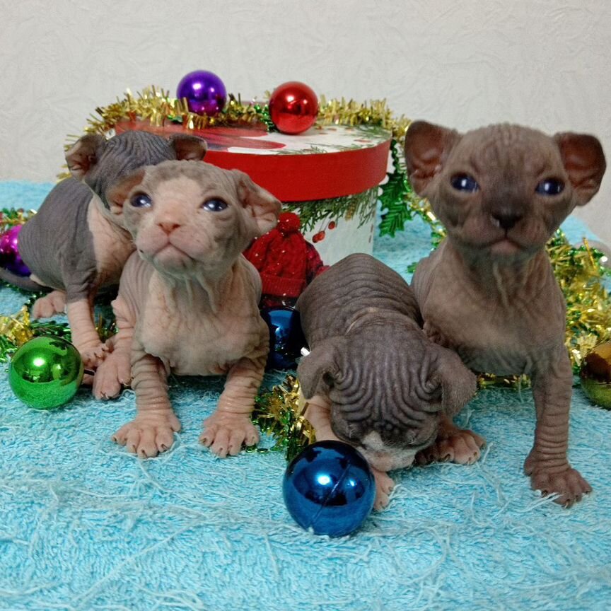 Канадский сфинкс котёнок