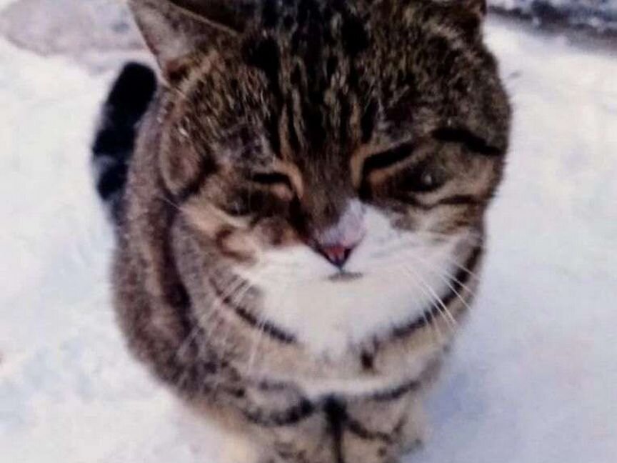 Кот Замерзает на снегу спасти жизнь