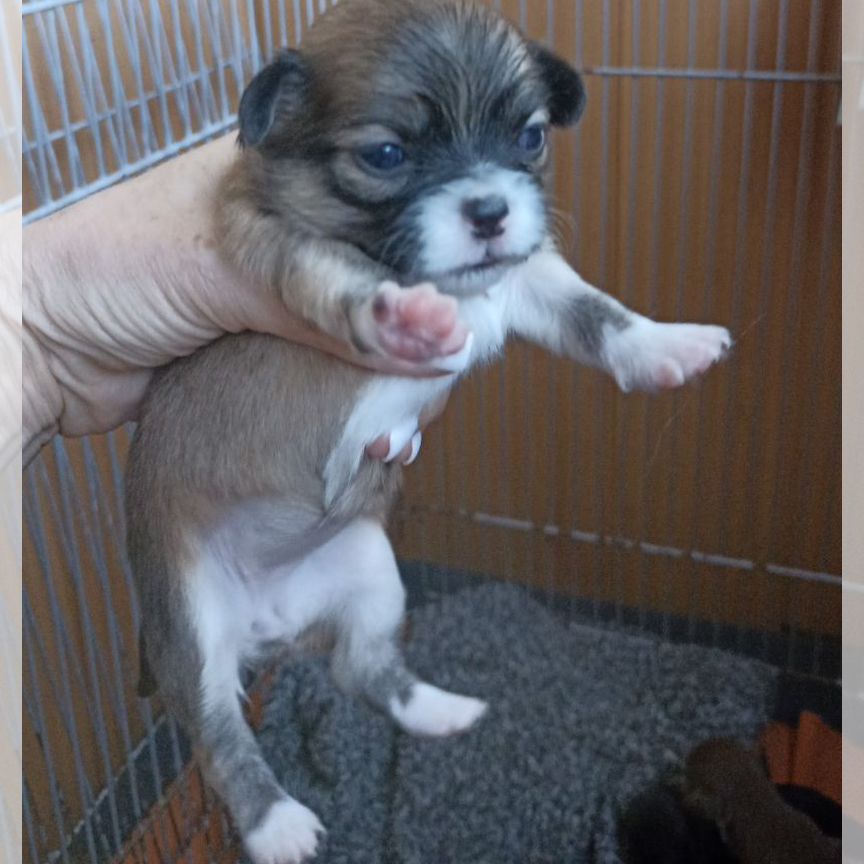 Продаю щенка чихуахуа