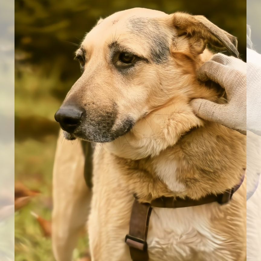 Взрослый пёс в добрые руки