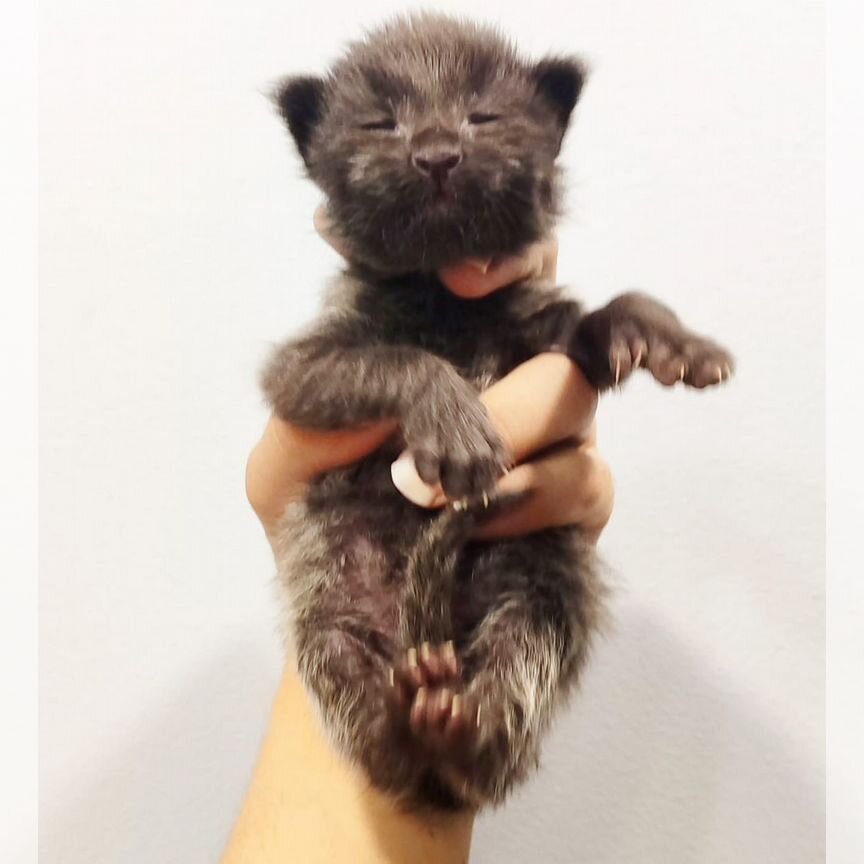 Мейн-кун котёнок