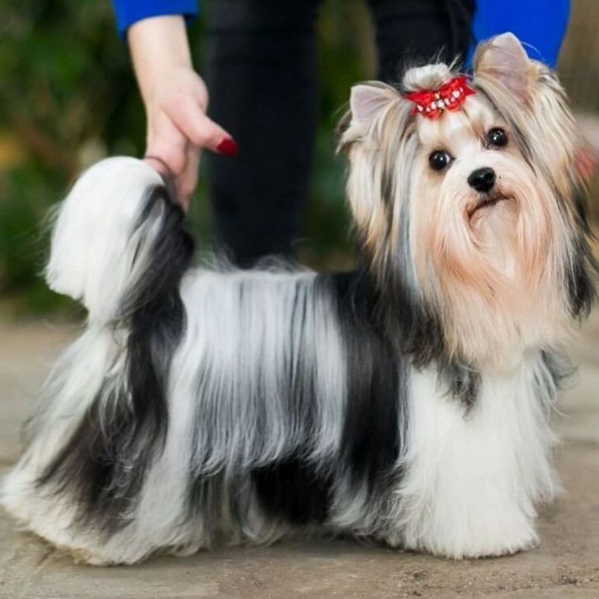 Бивер вязка