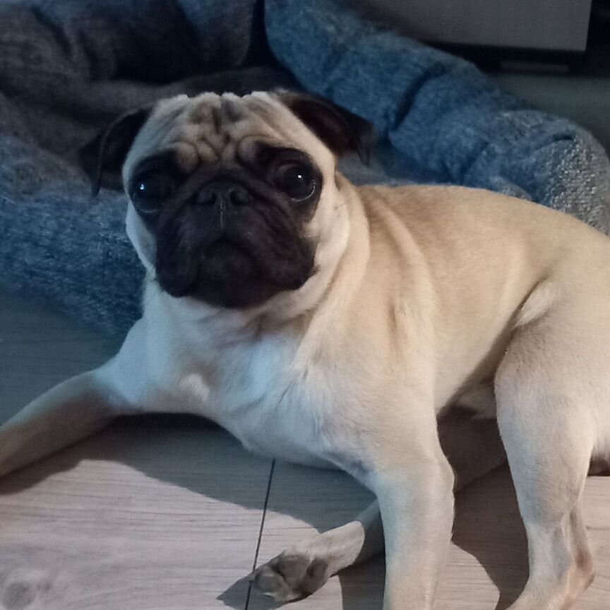 Мопс вязка мальчик